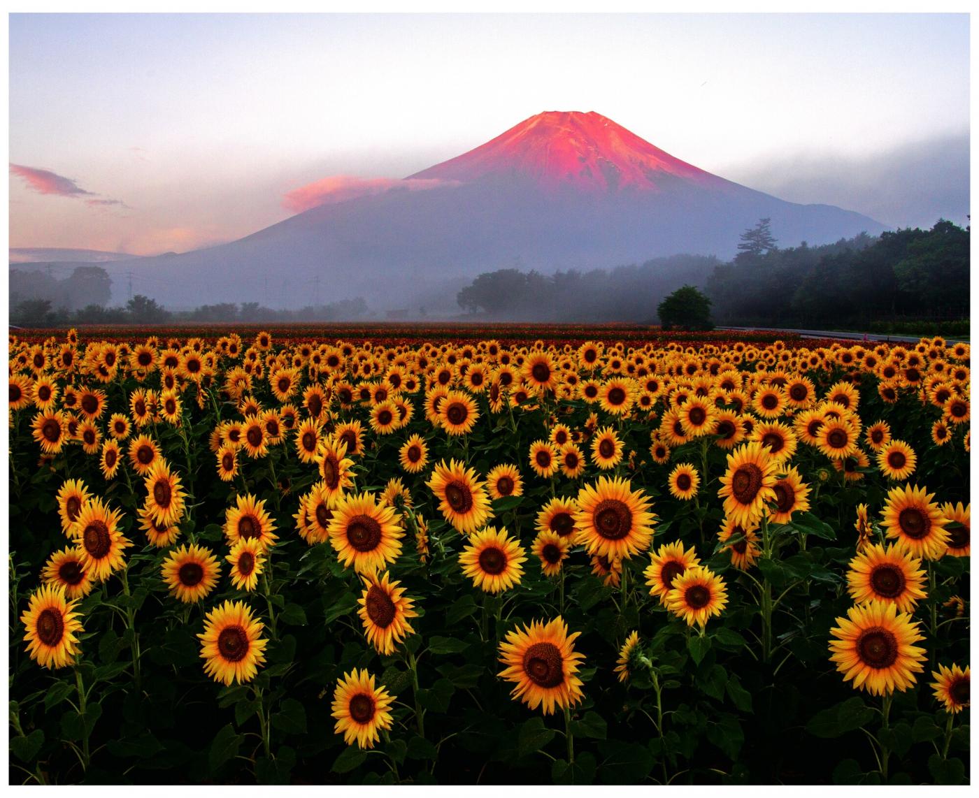 About Yamanakako | Highlights | Visit Lake Yamanaka Area -Official ...